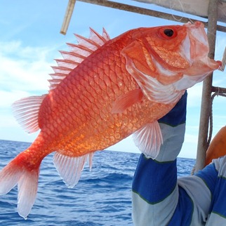 Fakta Mengenai Ikan Durian