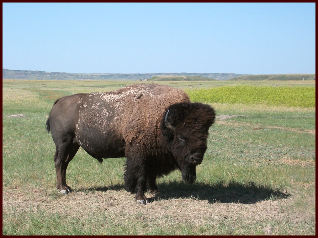 Prairie Nature: Caution: Bison bison bison at Grasslands