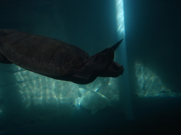 Sea Turtle | Project Noah