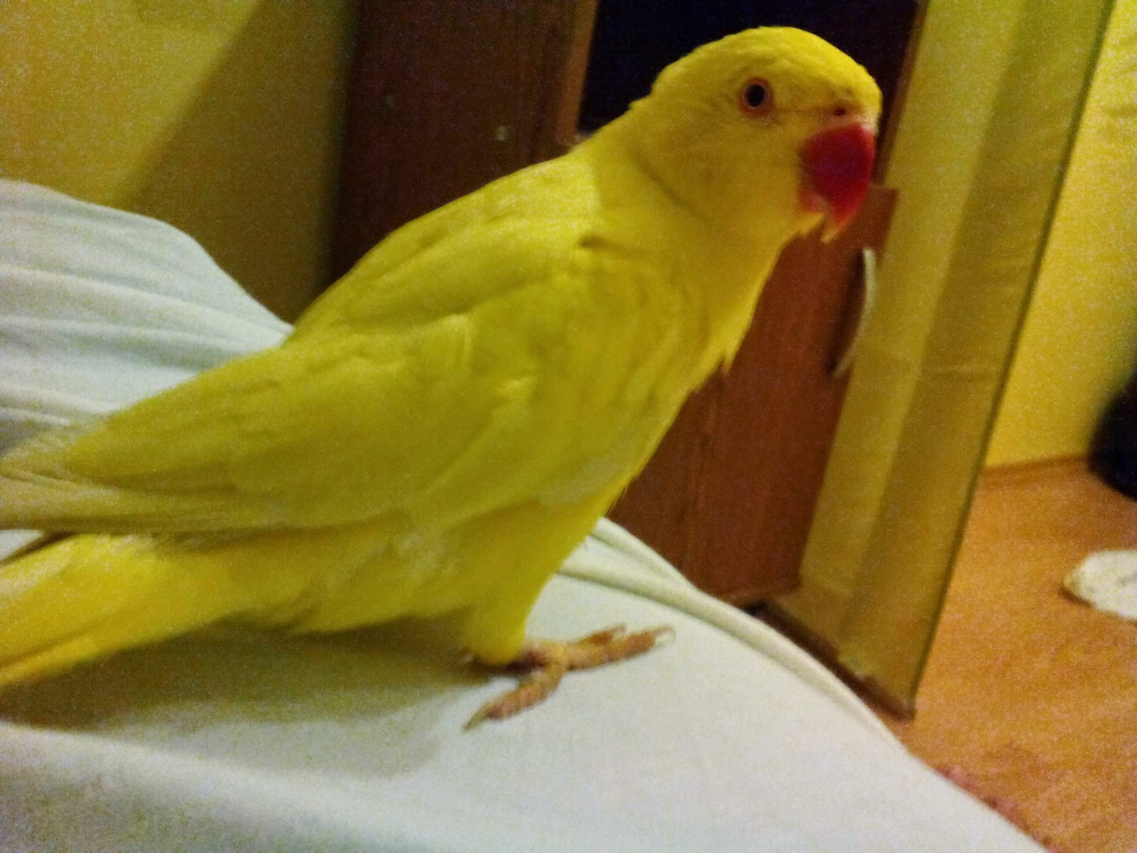 pitome papige: MALE ALEKSANDRE