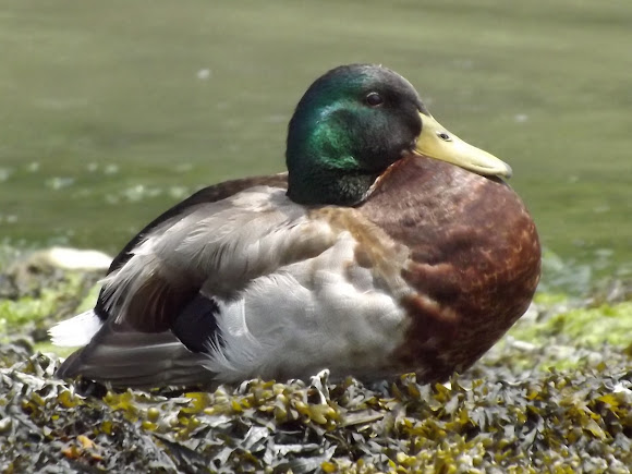 Mallard | Project Noah