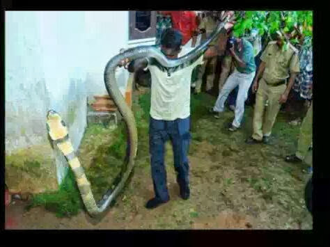 Big Animals: Rajanagam