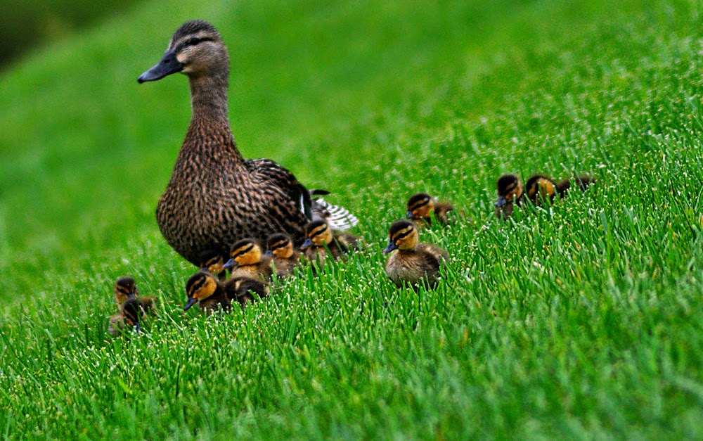 Bloggie: Digital Photo Media: John Shaw's Nature Photography