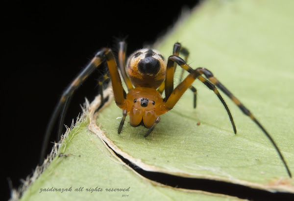 Pear-Shaped Leucauge Spider | Project Noah