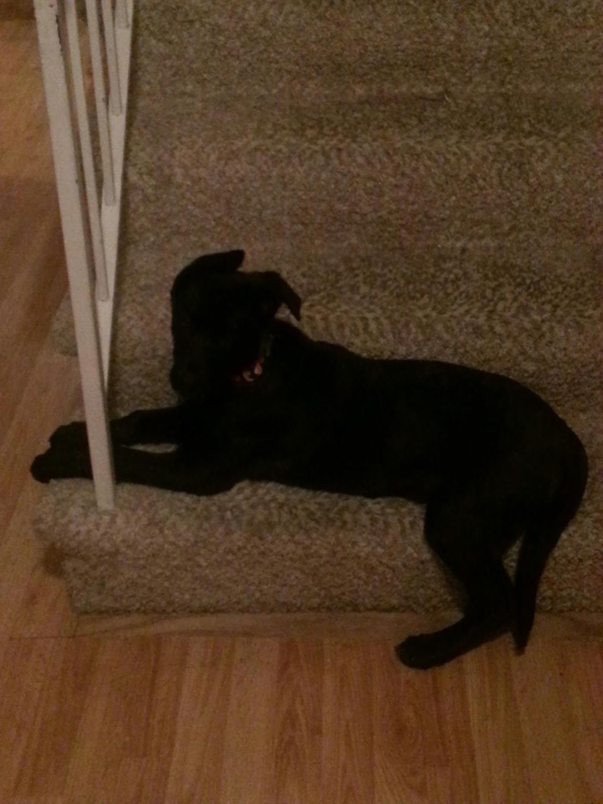 The Achenbach Family