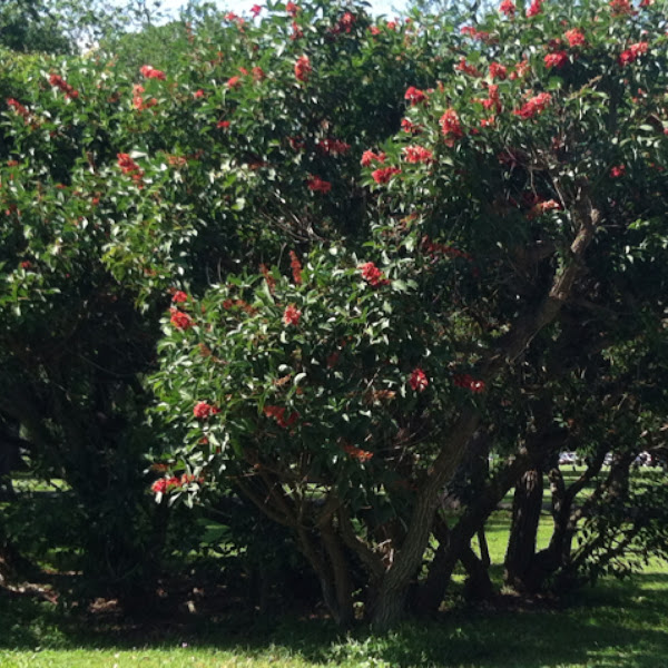 Cockspur coral tree | Project Noah