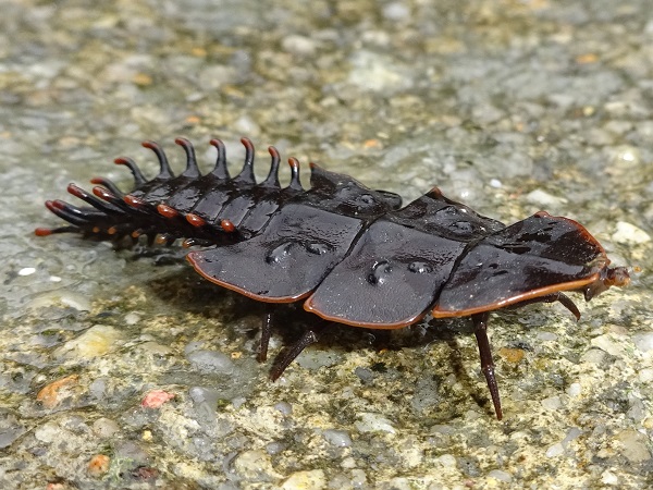 Trilobite Beetle | Project Noah