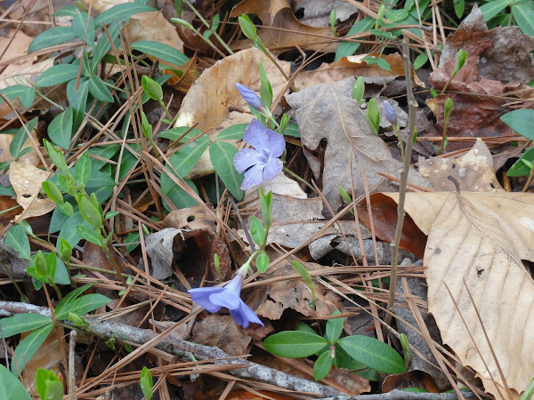 Lesser Periwinkle | Project Noah