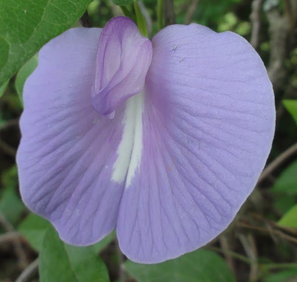 Spurred Butterfly Pea | Project Noah