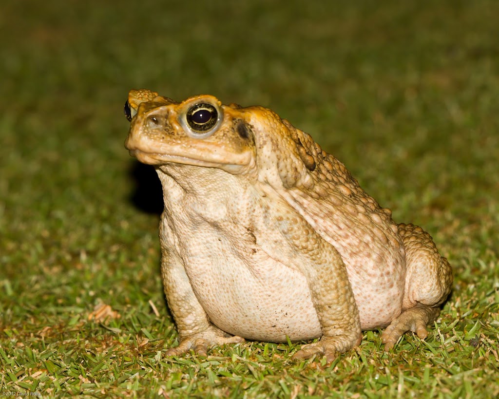 Cane Toad (AAOA 1st Floor Classroom) · iNaturalist