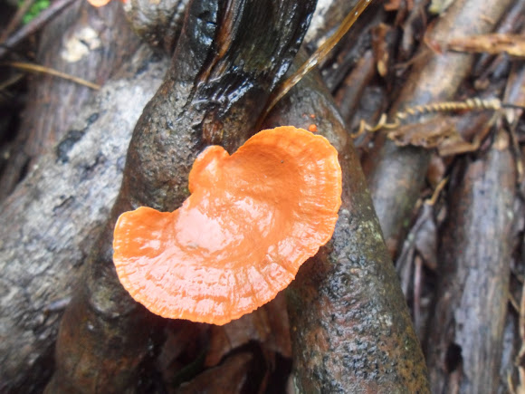 Cinnabar red polypore | Project Noah