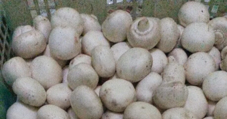 Jamur Kancing Segar (Fresh Champignon Mushroom)