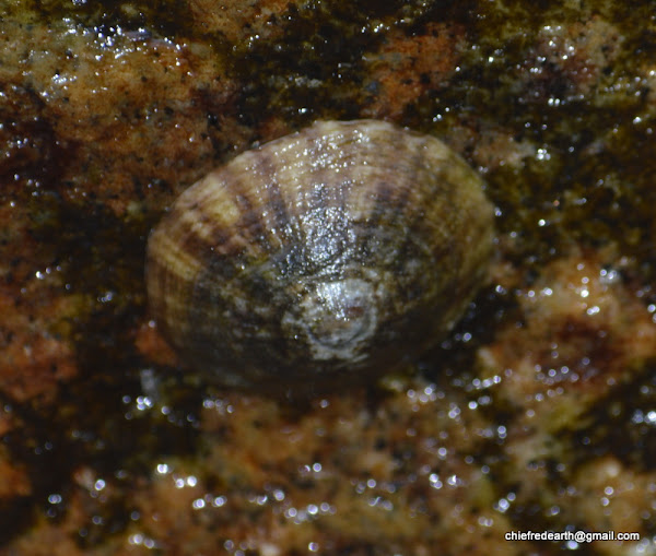 false limpets | Project Noah