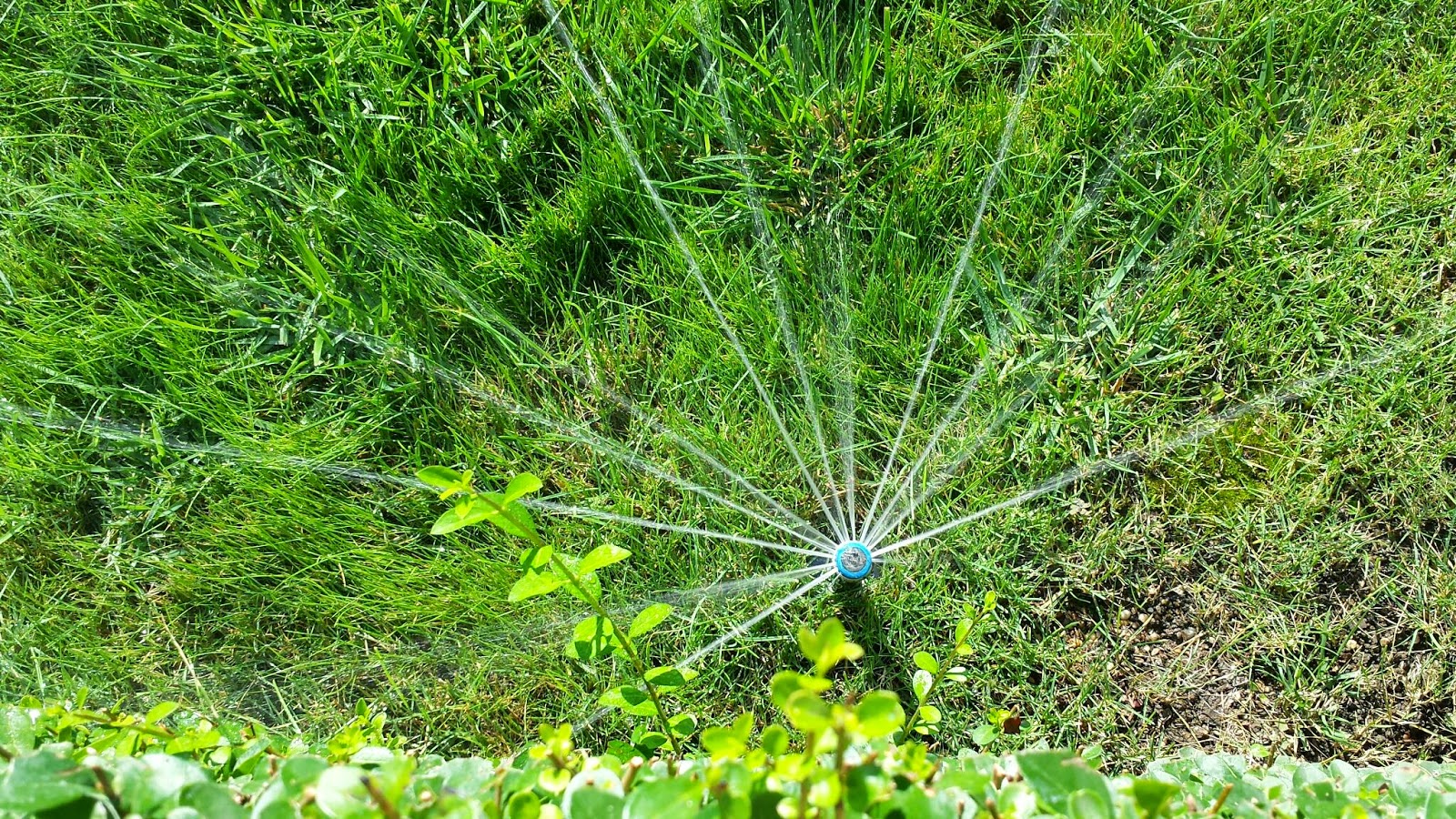 Irigare, irigatii, sisteme de irigatii Rain Bird.: Sistema de irigare.