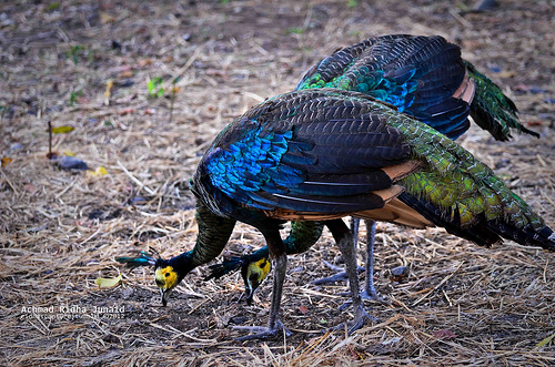 The Green Peafowl | Project Noah