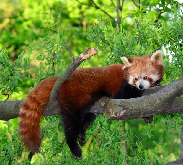 Zwierz ta Panda Ma a