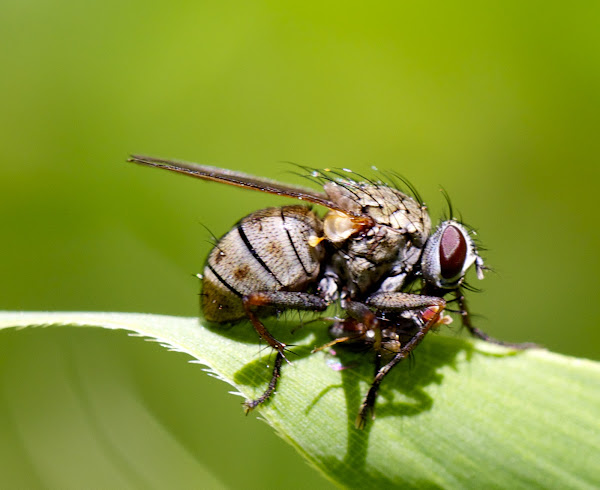 Tiger Fly | Project Noah