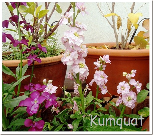 Mi Remanso De Paz : Alhelí