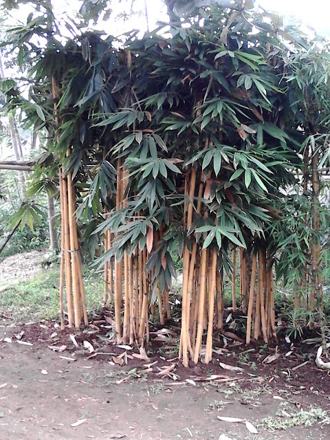 Jual Tanaman Pagar | tanamanbaru