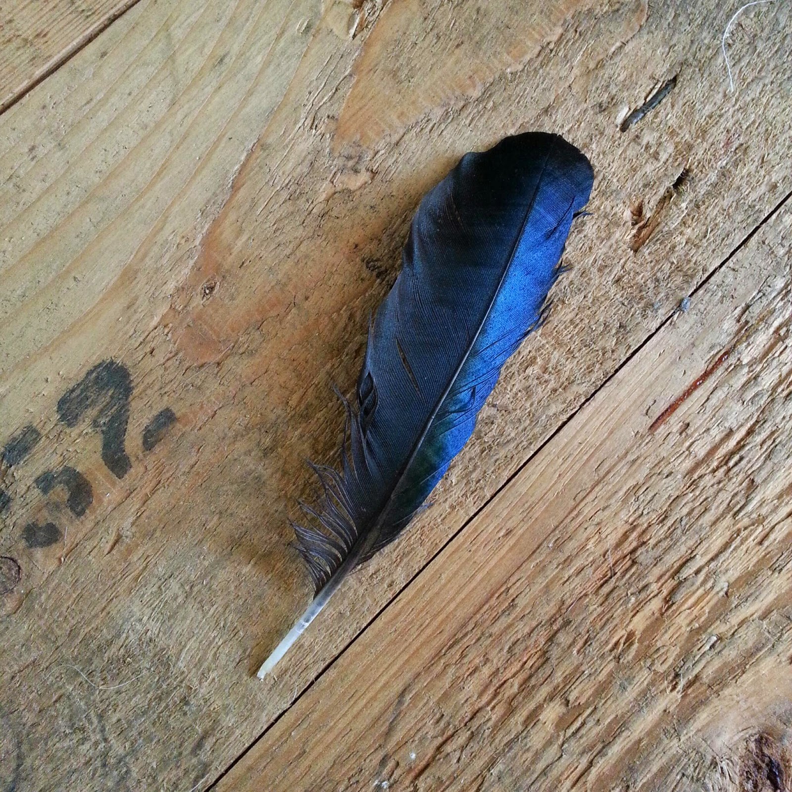 Knit for Victory: Magpie feather