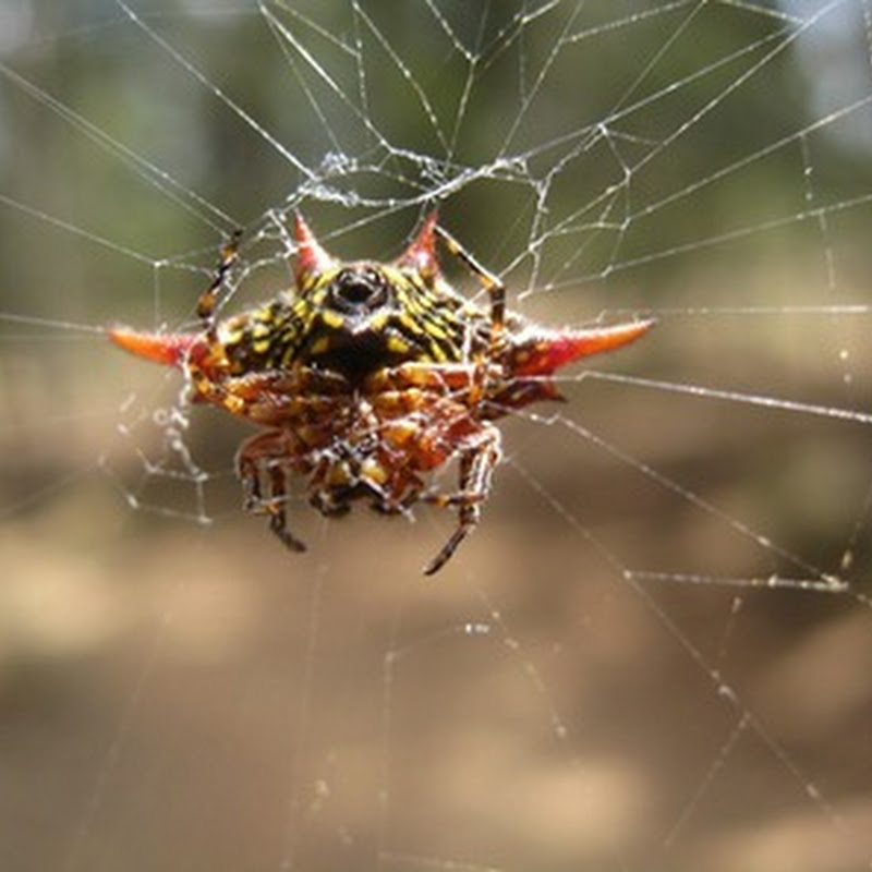 Most Disgusting Spider