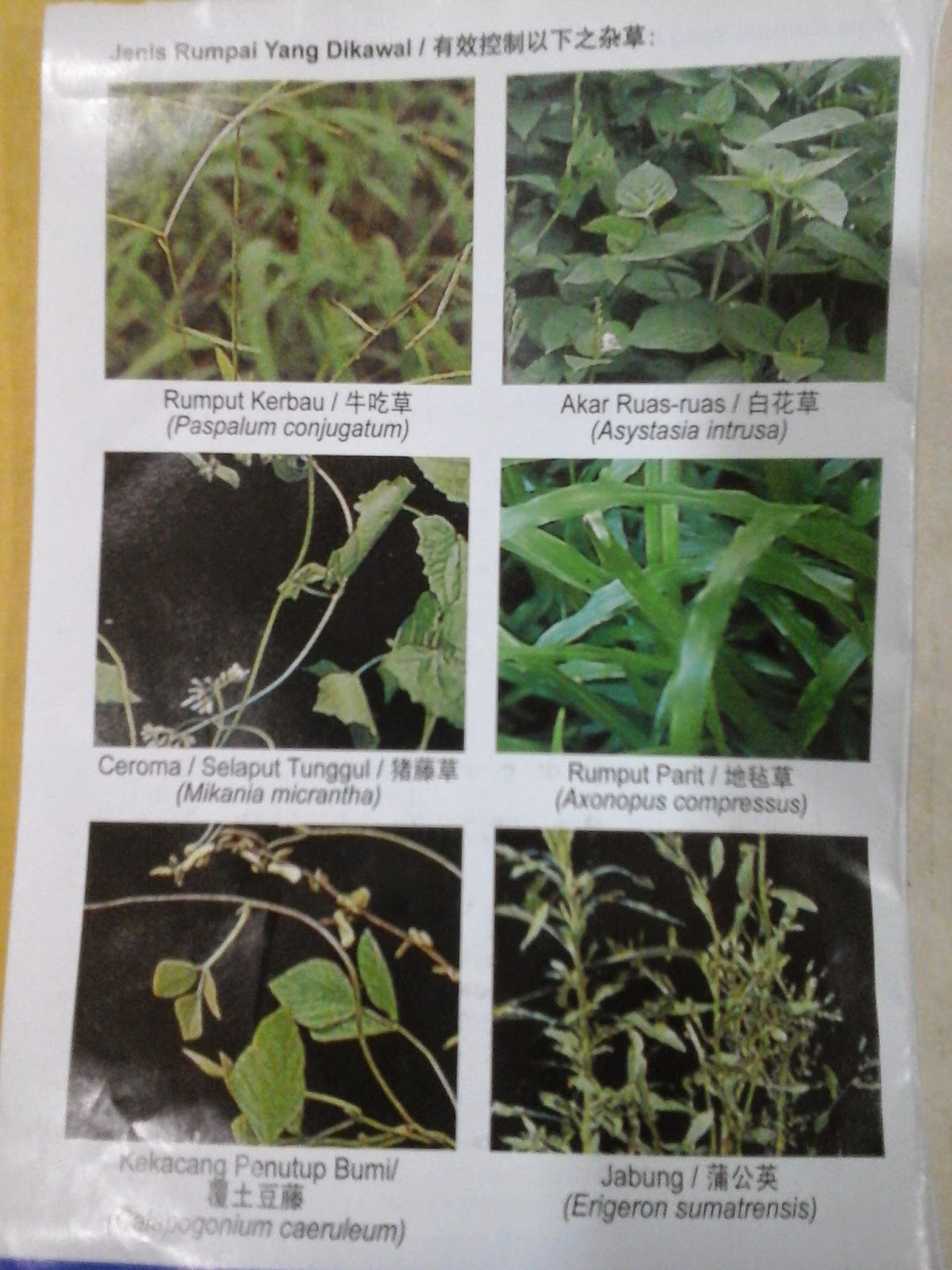 Segar Minda: Jenis Rumpai Yang Di Kawal