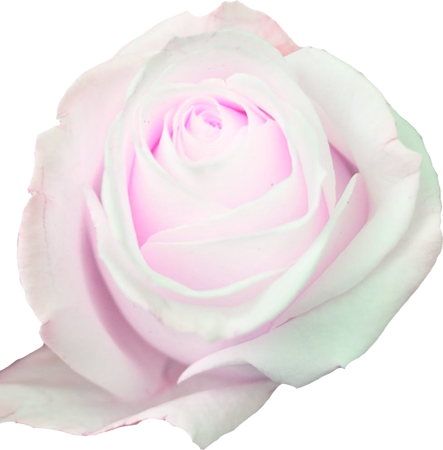 el jardin de rossy: rosas png