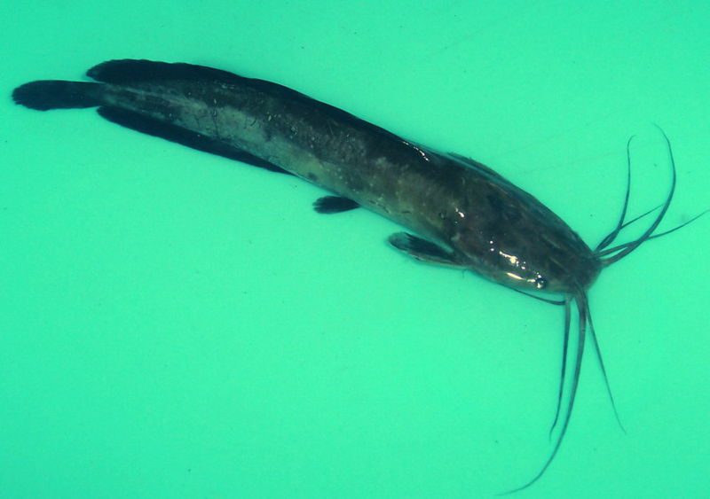 info unik dunia binatang: Ikan lele