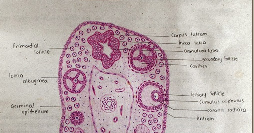 Histology Slides Database: Ovary high resolution histology diagram