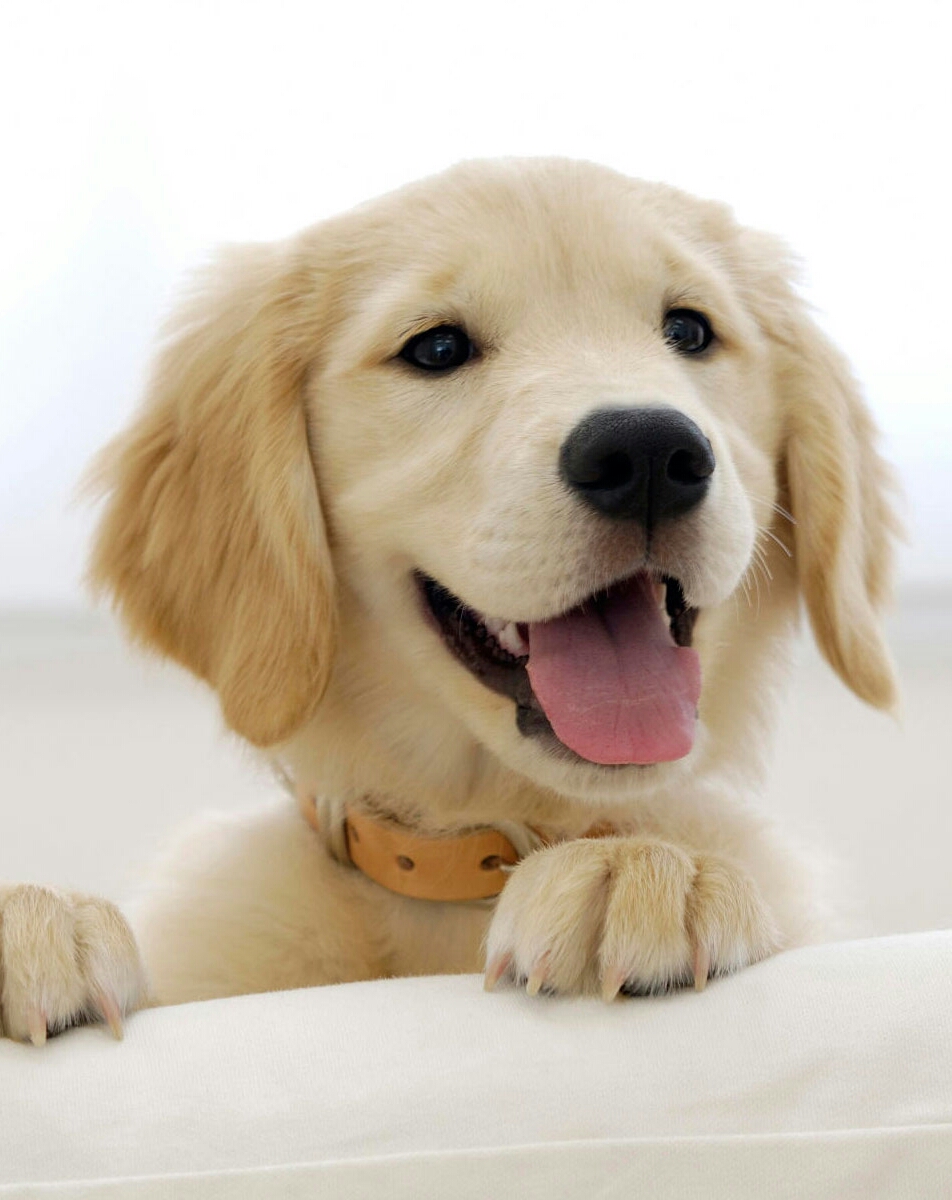 Tudo Sobre Cães: Raça do dia: Golden Retriever