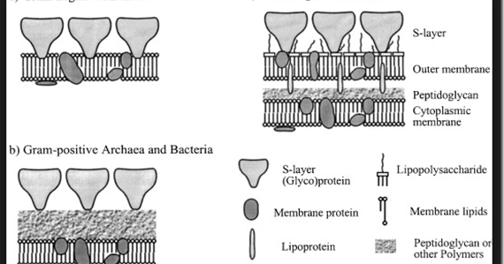 What is S layer Protein in Bacteria? ~ Biology Exams 4 U