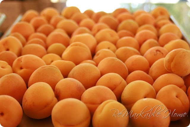 ReMarkable Home: APRICOT PIE FILLING {Recipe}