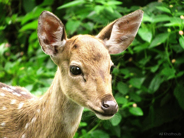 Spotted Deer | Project Noah