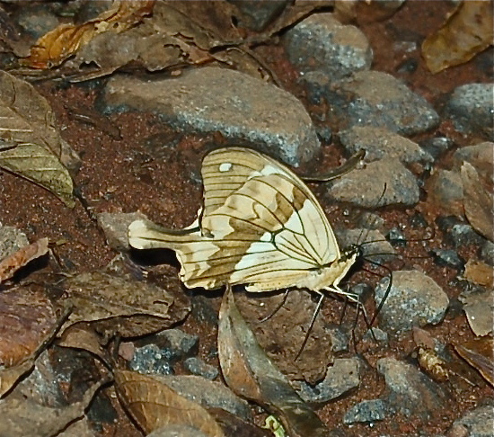 Regards sur la faune malgache