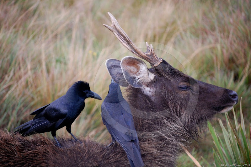 FOREST BIRD: That Crow on Horton Plains will stay there much longer……….