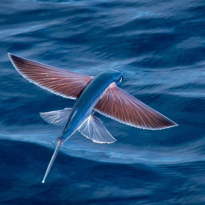 Exocoetidae: The Fish That Flies | Amusing Planet