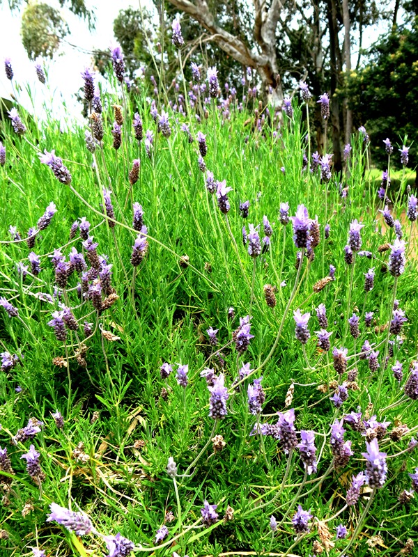 My J Babies: Family Holiday In Perth: Cape Lavender