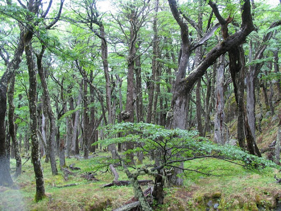 Bosque de Lengas | Project Noah