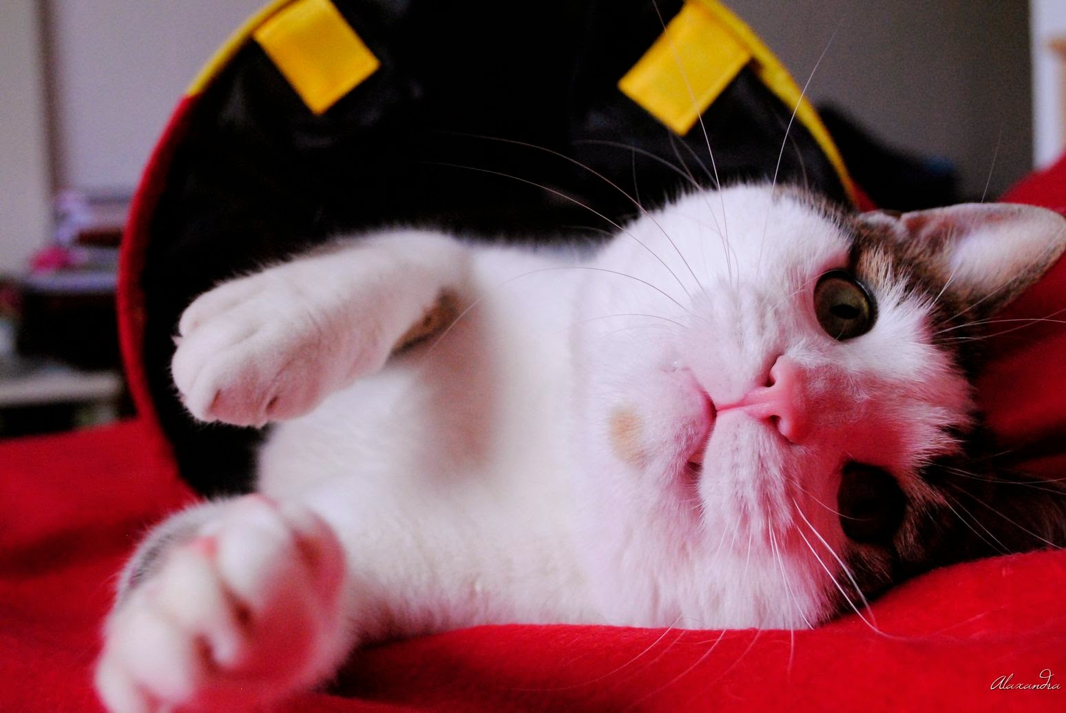 Pisici colorate -Corcodus.ro de Alaxandra