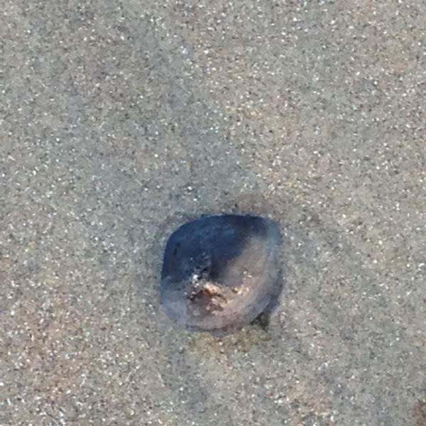 Black clam shell | Project Noah