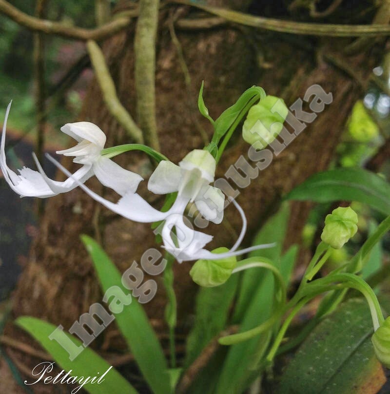 Education: Narilatha mal / liyathambara mal නාරිලතා මල්/ ලියතඹරා මල්