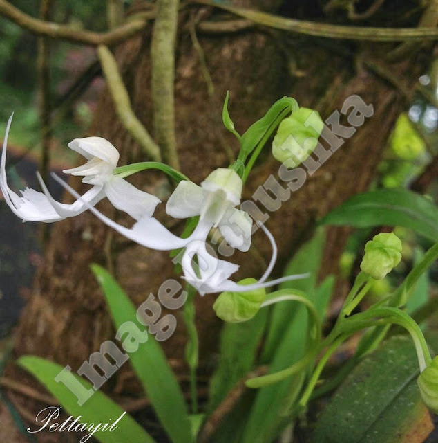 Education: Narilatha mal / liyathambara mal නාරිලතා මල්/ ලියතඹරා මල්