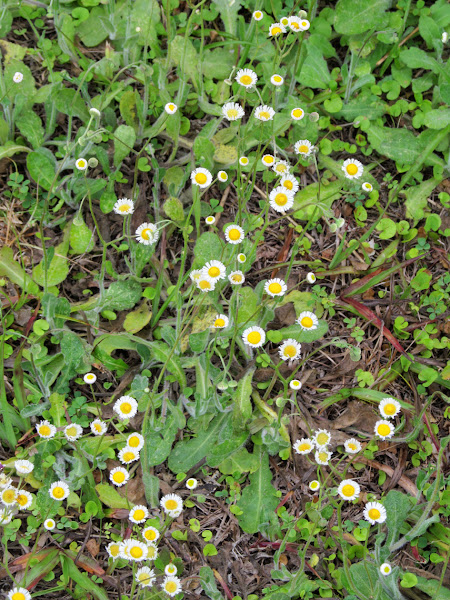 Oakleaf Fleabane | Project Noah