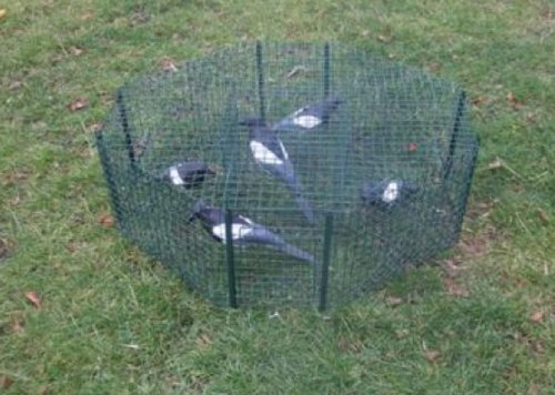 The House At Le Gros Chigy: Magpie Trapping Near The House at Le Gros ...