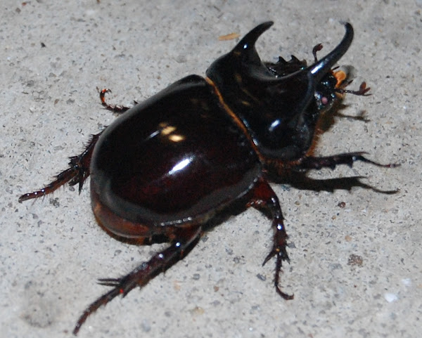 Ox Beetle | Project Noah