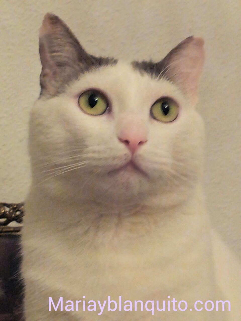 María y Blanquito,su mascota: Posters de Blanquito