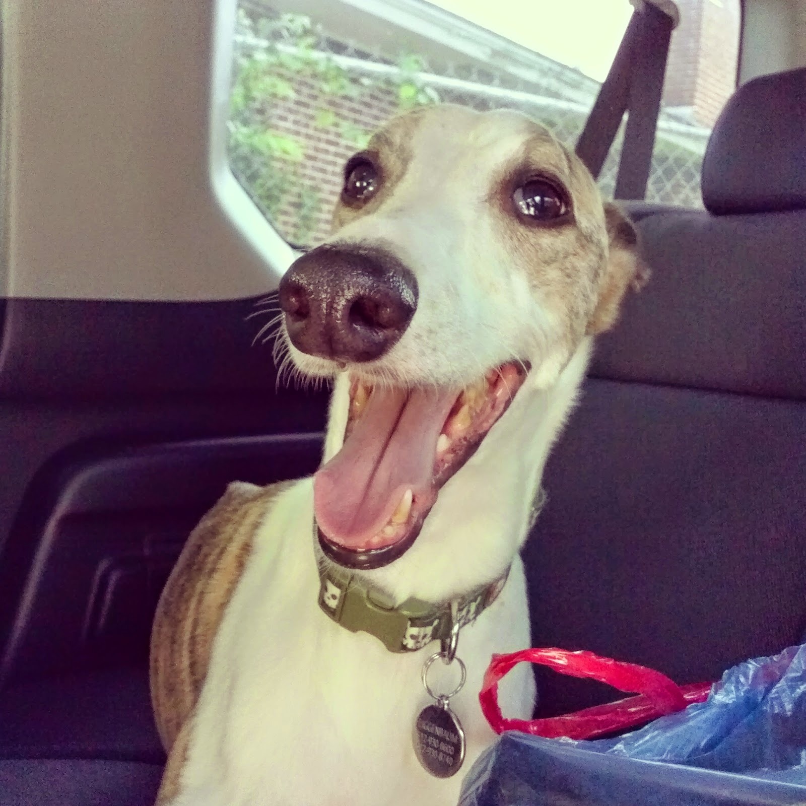 what are this?: Happy whippet.