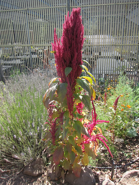 Red Amaranth | Project Noah