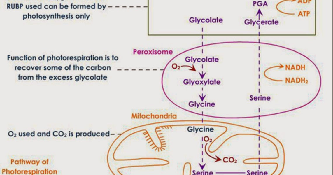 Major Differences: Difference between Photorespiration and Aerobic ...