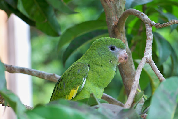 Canary-winged Parakeet | Project Noah